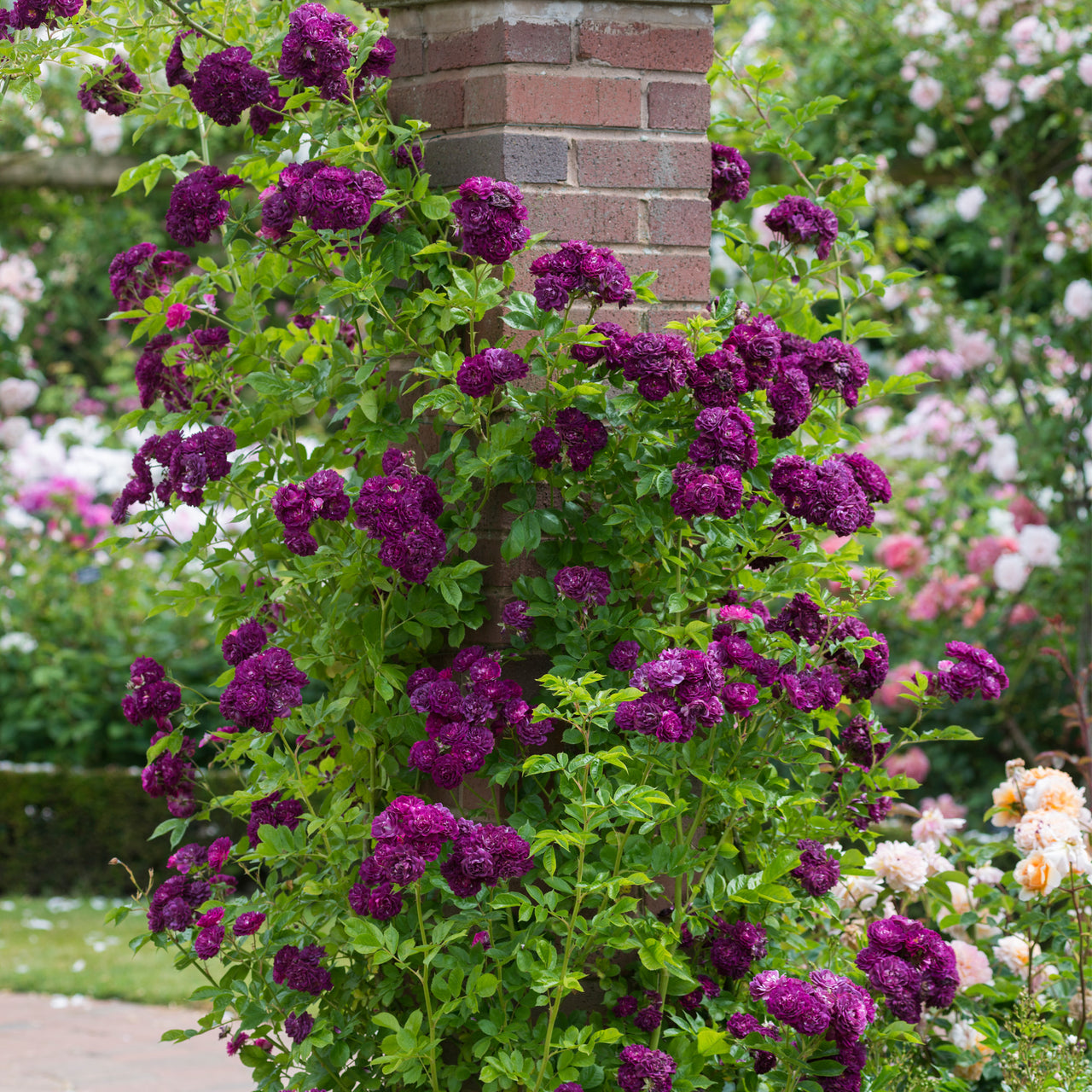 Bleu Magenta | Rambling Rose | David Austin Roses