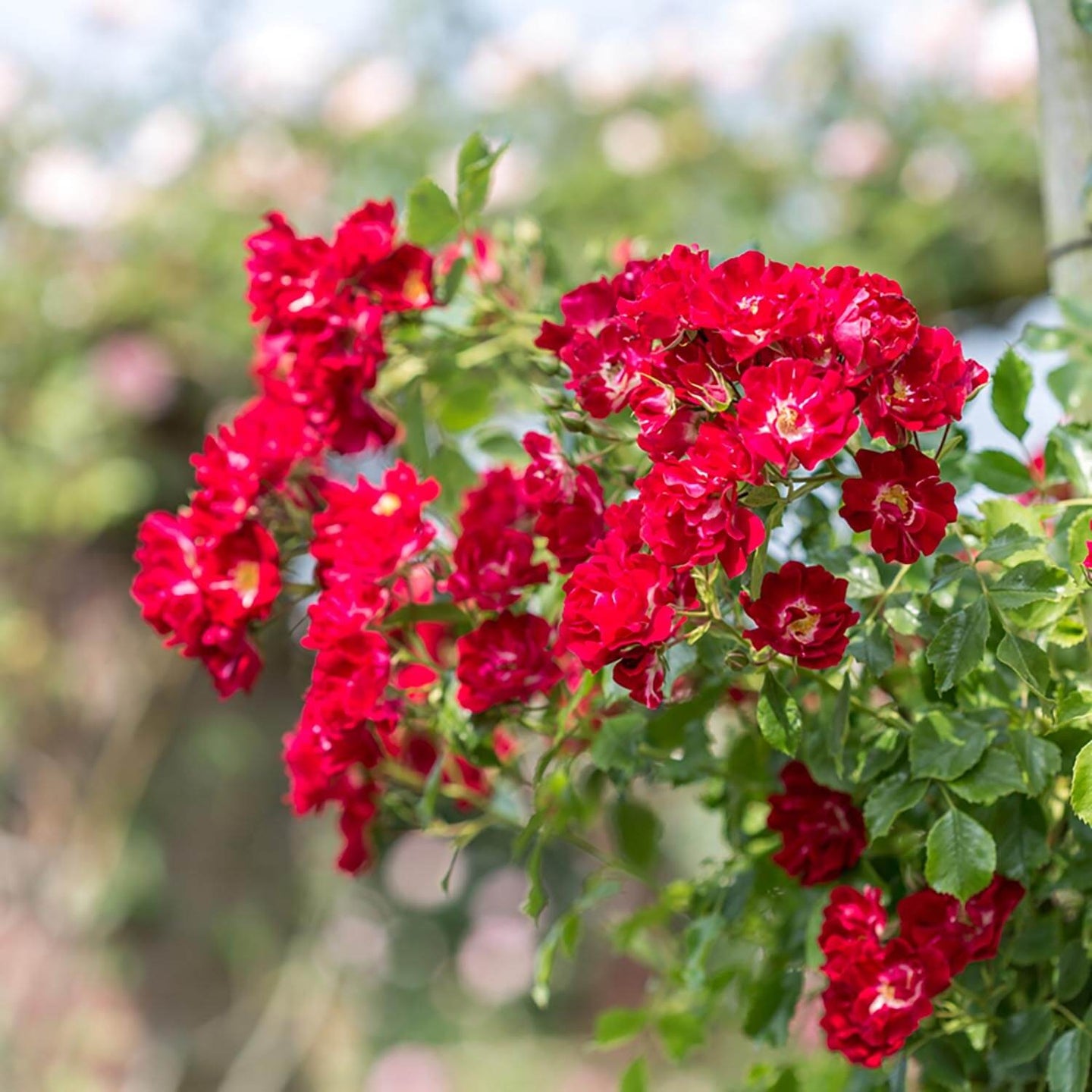 Rambling Rosie (Horjasper) | Rambling Rose | David Austin Roses