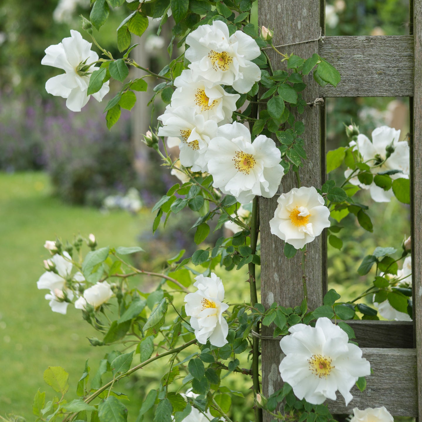 Mountain Snow | Rambling Rose | David Austin Roses