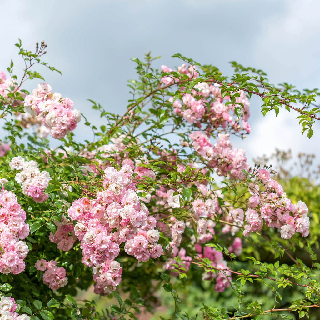 Maid of Kent | Climbing Rose | David Austin Roses