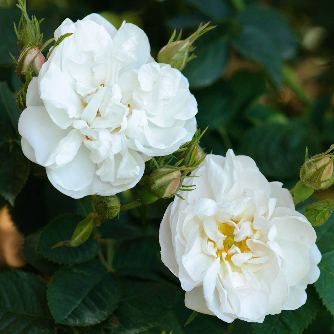 Alba Roses | David Austin Roses