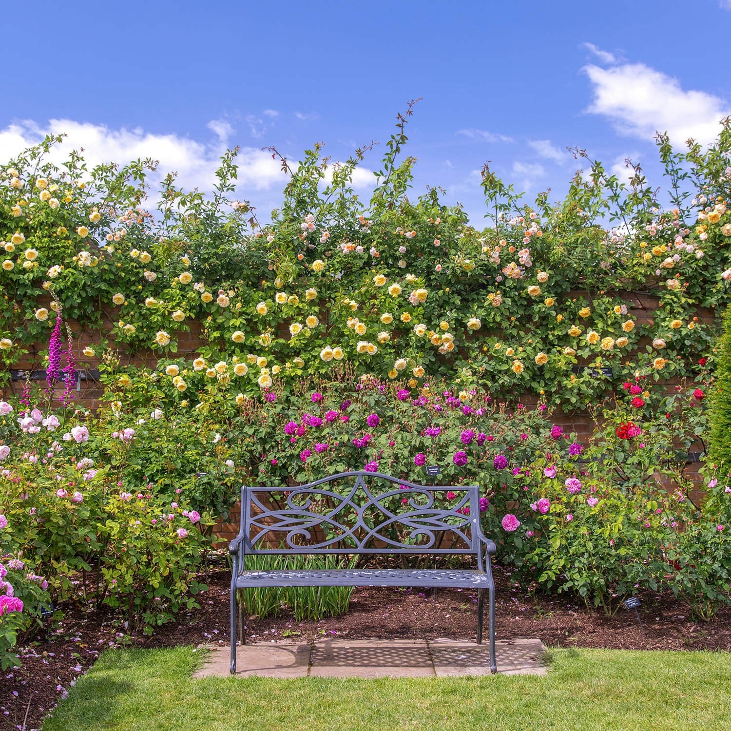 The Pilgrim | English Climbing Rose | David Austin Roses