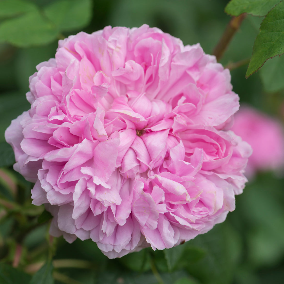 Old Roses | David Austin Roses