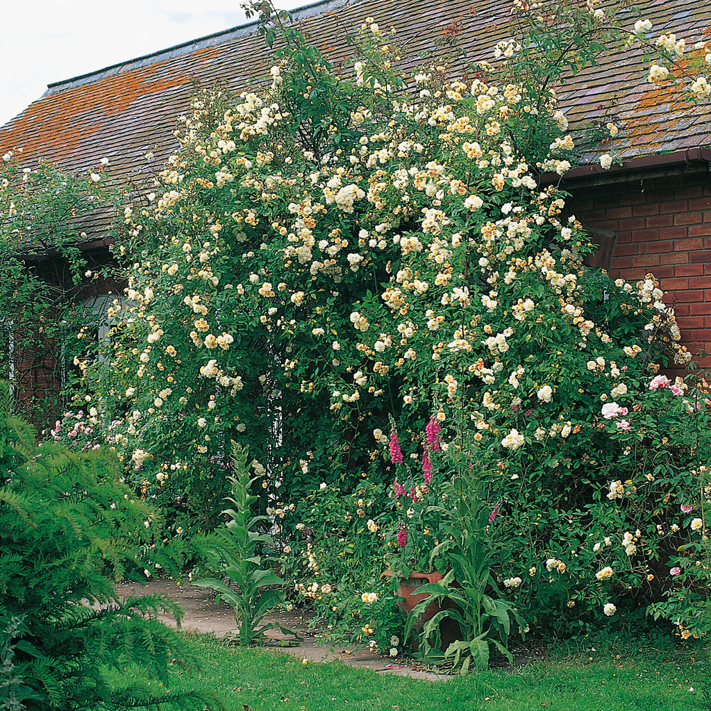 Alister Stella Gray | Climbing Rose | David Austin Roses